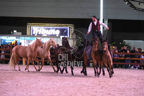 Spectacles équestres